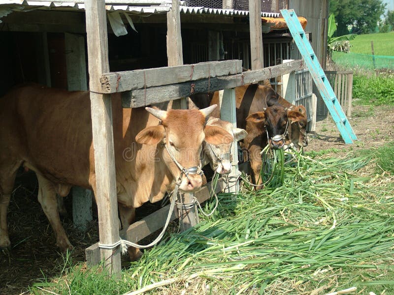 Taiwan cattle stock photo. Image of mammal, village, garden - 16135192