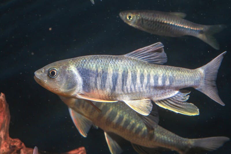 Taiwan common minnows stock image. Image of nature, barb - 138539999
