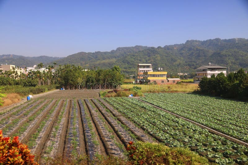 Taiwan countryside fields stock photo. Image of place - 178341068