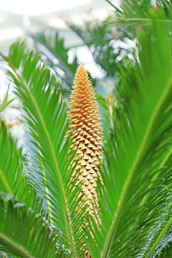 Taiwan cycad male flower stock photo. Image of medical - 366402214