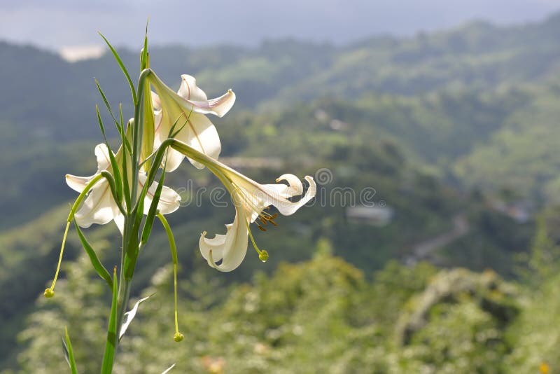 Taiwan lily stock photo. Image of straight, taiwan, species - 155279856