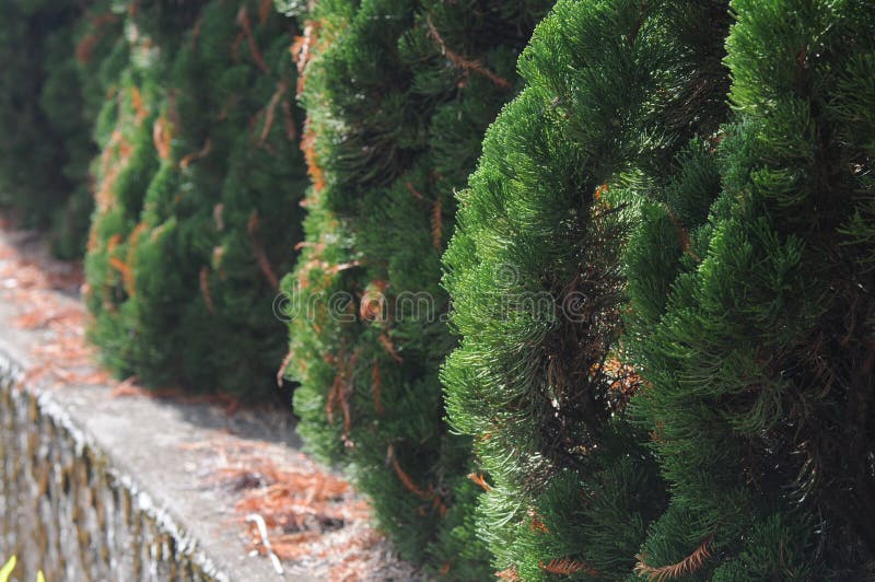 Taiwan pine tree stock image. Image of path, park, sunshine - 48934153