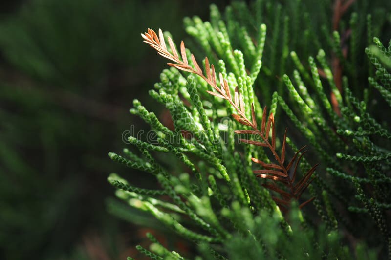 Taiwan pine tree stock image. Image of taichung, pine - 48934163
