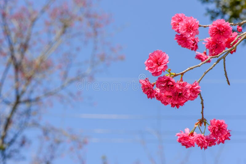 Taiwan Pink and White Cherry with Blue Sky in Spring, Place for Text ...