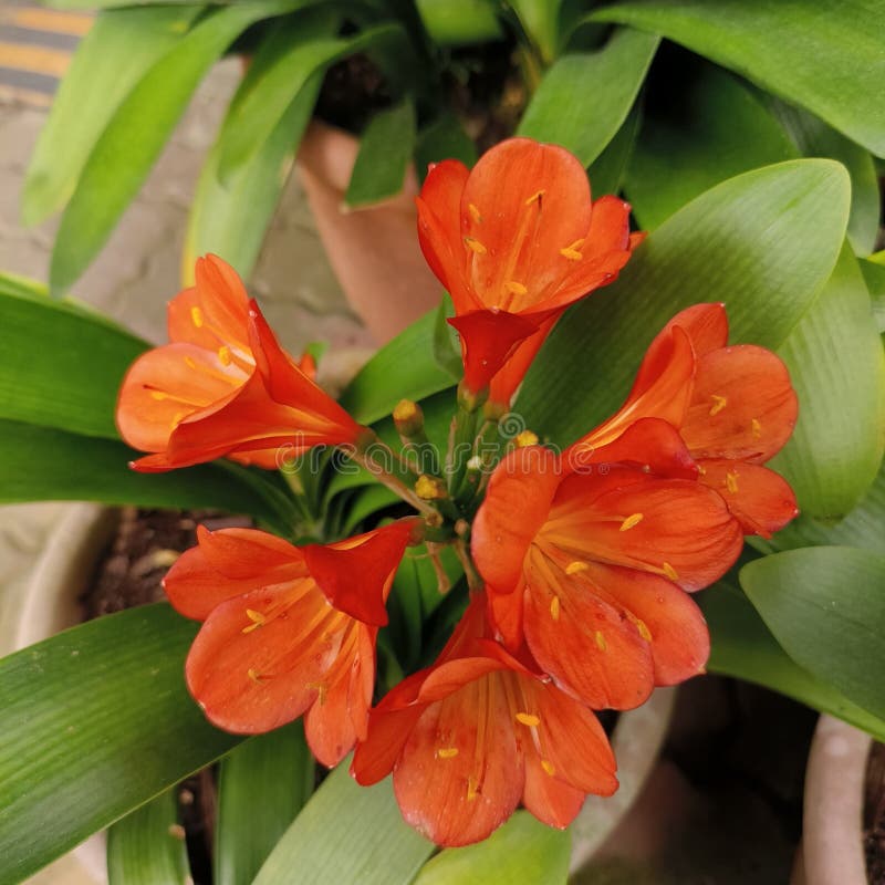 Taiwan Qingshan Farm, Clivia Large Flower Stock Photo - Image of large ...