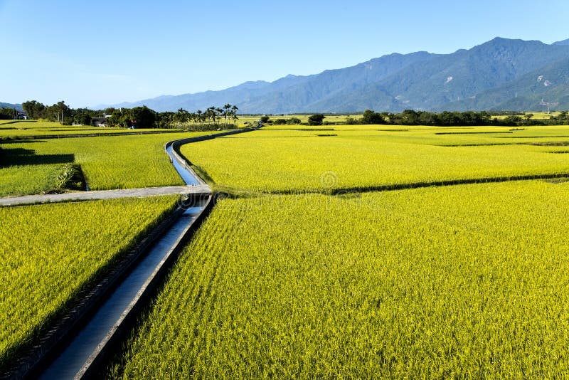 Taiwan rural scenery stock photo. Image of paddy, health - 36220334