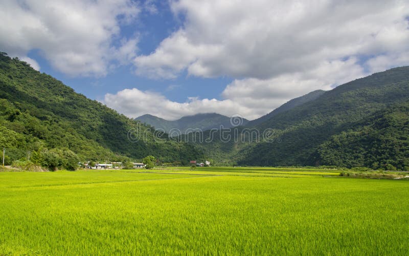 Taiwan rural scenery stock photo. Image of paddy, health - 36220334
