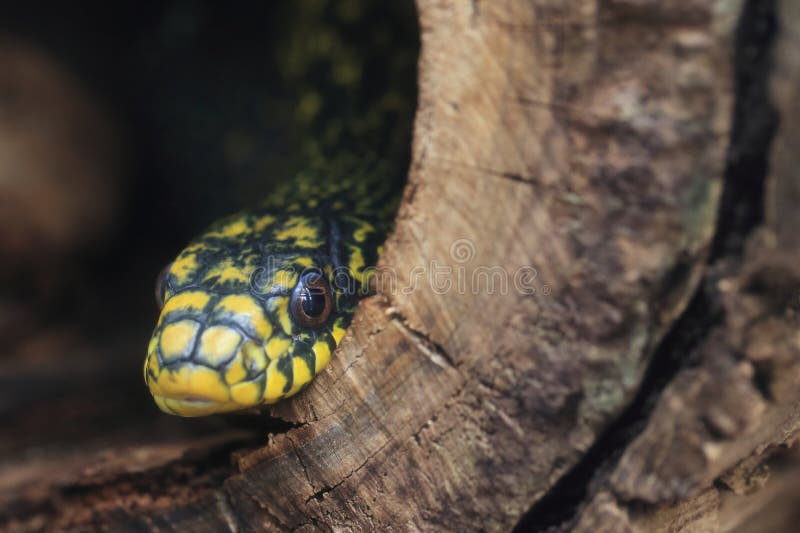 Taiwan stink snake stock photo. Image of reptile, animal - 276645616