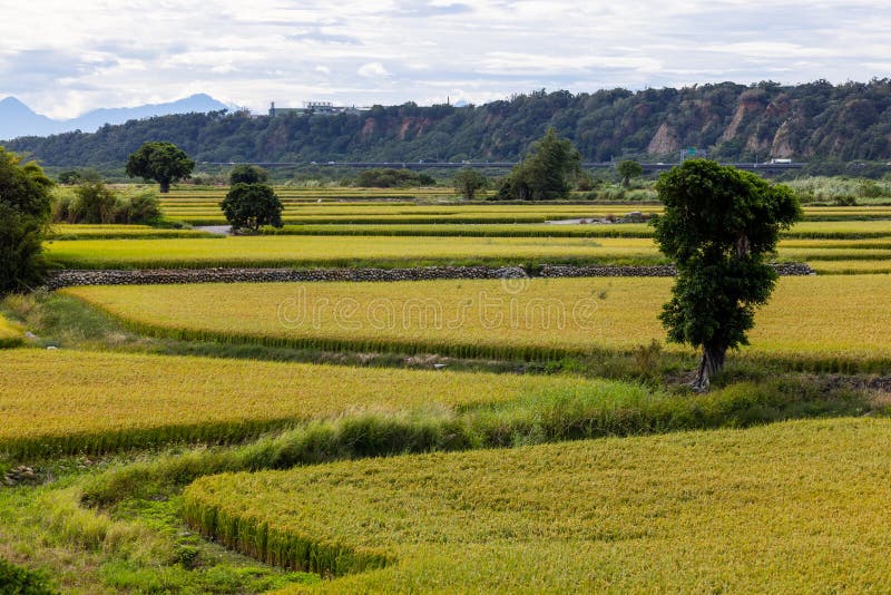 Taiwan Taichung Waipu Rice Field Stock Photo - Image of leaf, landscape ...