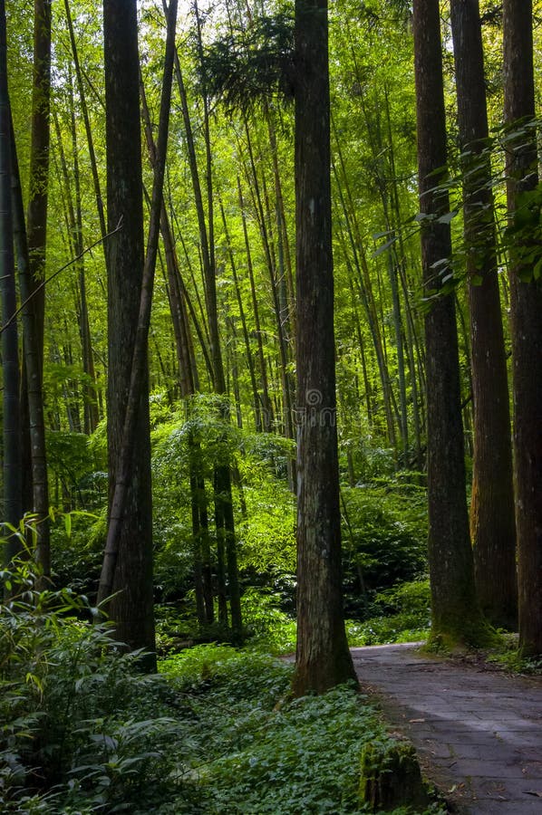 Taiwan, Xitou, Forest, Protected Area, Forest Trail Stock Photo - Image ...