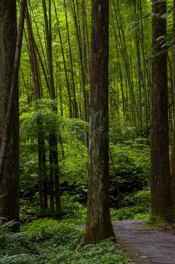 Taiwan, Xitou, Forest, Protected Area, Forest Trail Stock Photo - Image ...