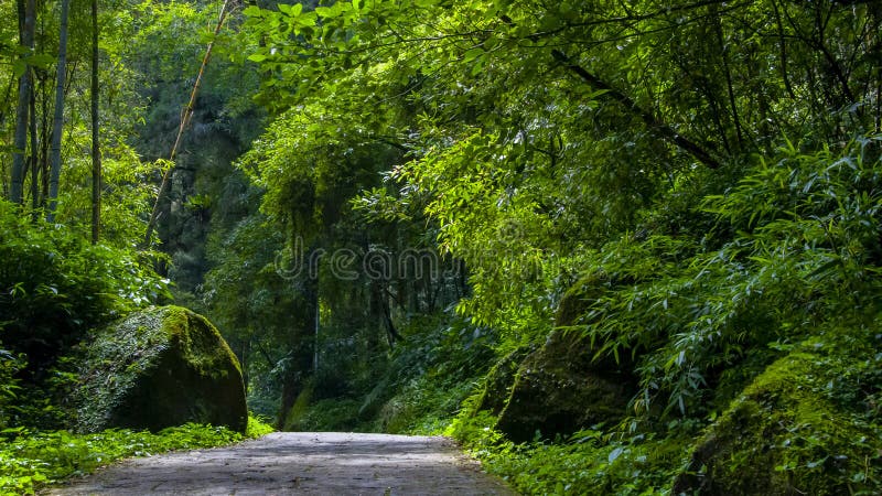Taiwan, Xitou, Forest, Protected Area, Forest Trail Stock Photo - Image ...