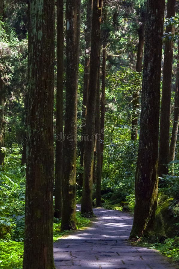 Taiwan, Xitou, Forest, Protected Area, Forest Trail Stock Photo - Image ...