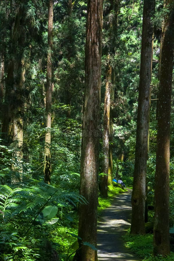 Taiwan, Xitou, Forest, Protected Area, Forest Trail Stock Photo - Image ...