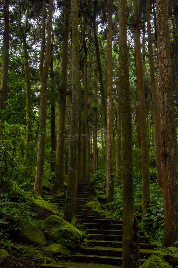 Taiwan, Xitou, Forest, Protected Area, Forest Trail Stock Photo - Image ...