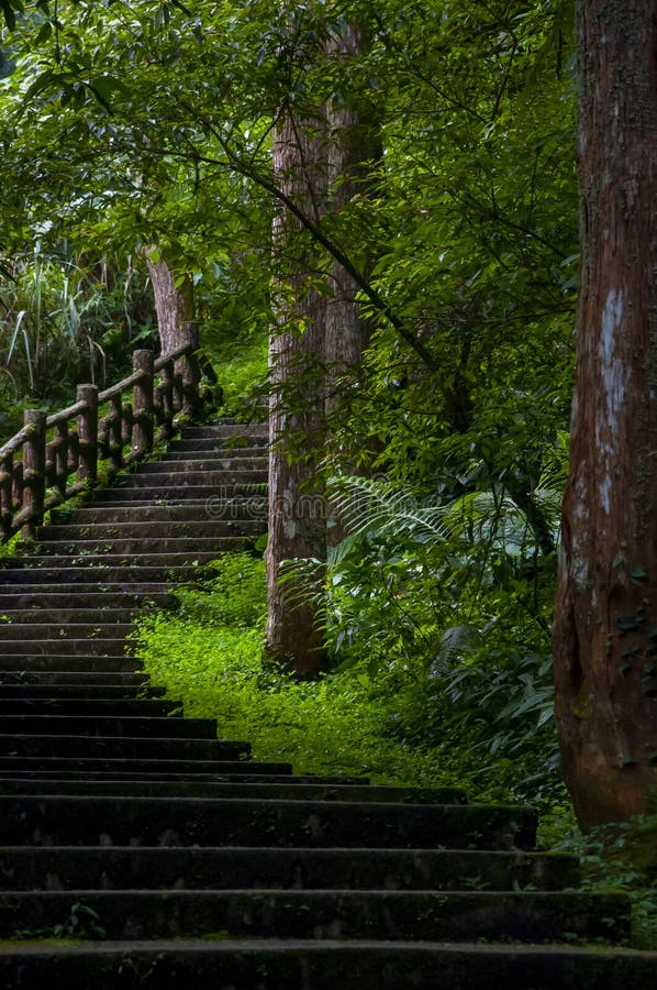 Taiwan, Xitou, Forest, Protected Area, Forest Trail Stock Image - Image ...