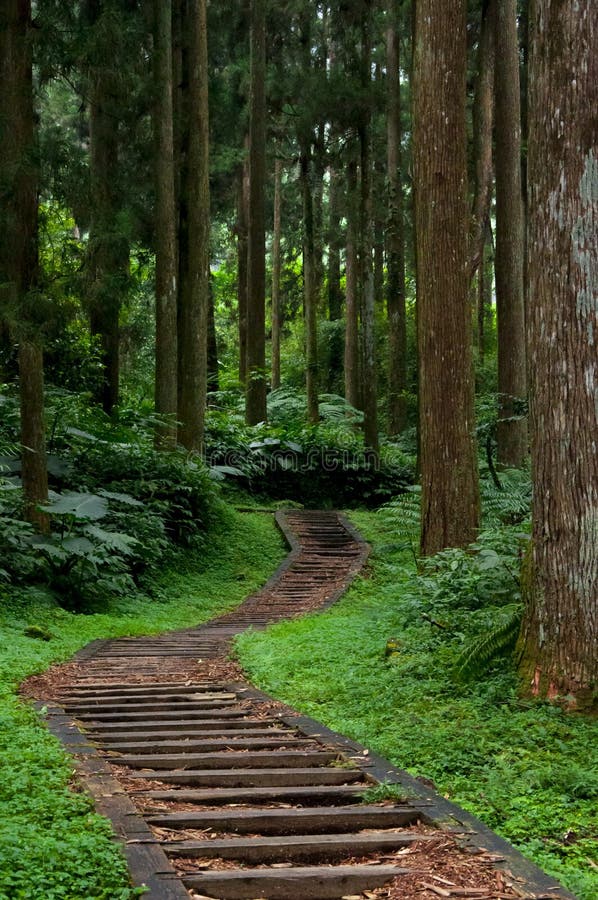 Taiwan, Xitou, Forest, Protected Area, Forest Trail Stock Image - Image ...