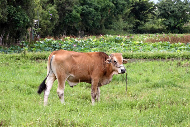 Taiwan cattle stock image. Image of house, animal, leaf - 16135025