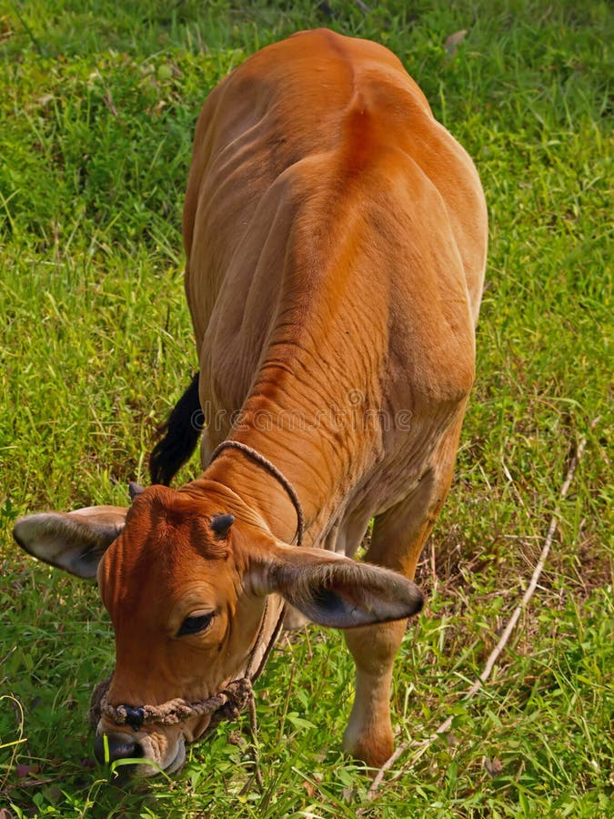 A Yellow Cattle Guard Sign In The Tonto National Forest Of Arizona ...