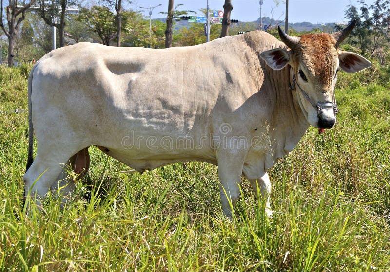 Taiwan yellow cattle stock photo. Image of female, pets - 37566780