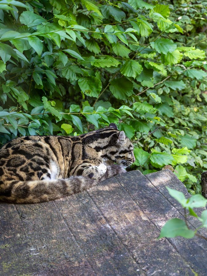 A Taiwanese Clouded Leopard is Laying on a Log in a Fores Stock Photo ...