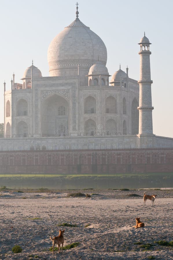 520 Taj Mahal Morning View Stock Photos - Free & Royalty-Free Stock ...