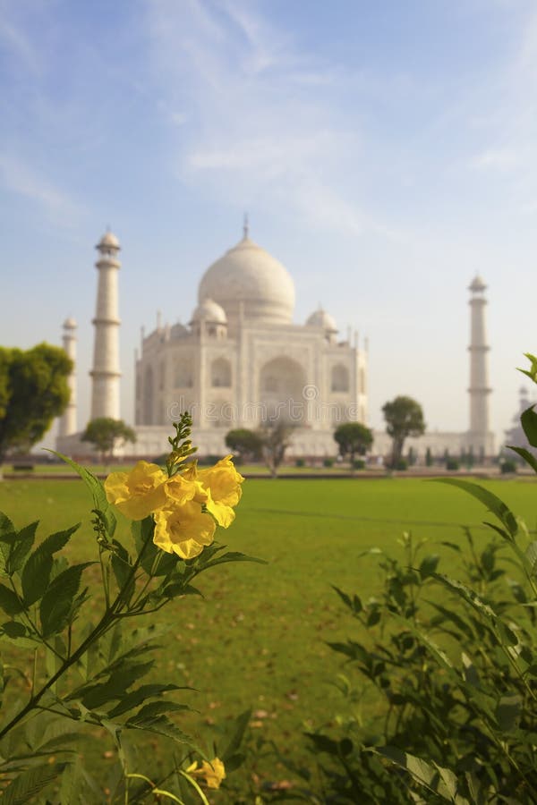 Taj Mahal and a Pretty Yellow Flower. Stock Image - Image of hindi ...