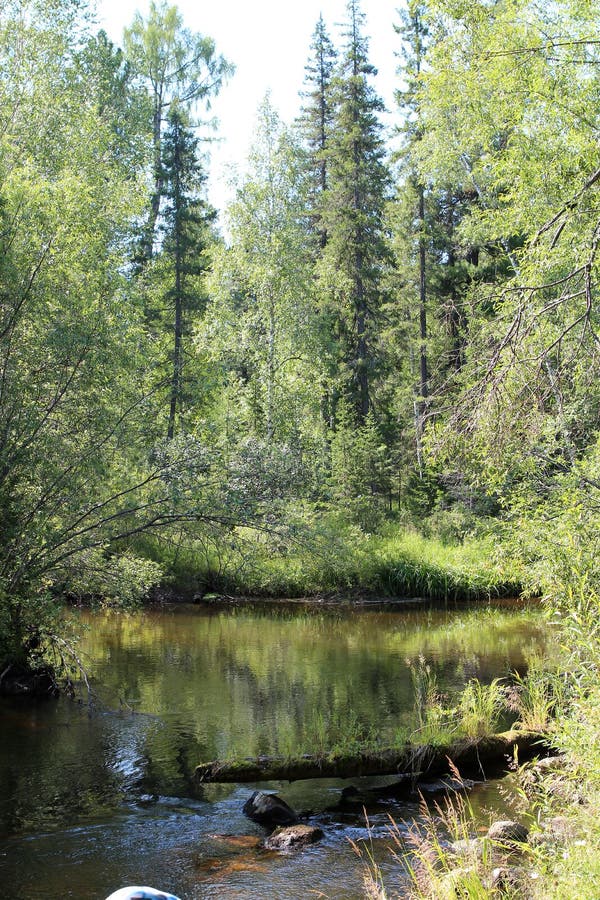 Syberyjska Lasowa Tajga Baikal Brzoza Las Zdjęcie Stock - Obraz ...