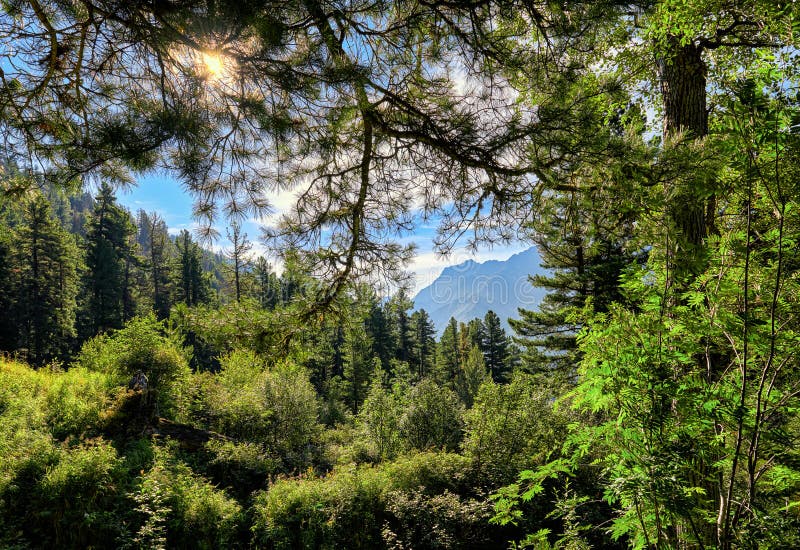 Tajga krajobraz zdjęcie stock. Obraz złożonej z greenbacks - 105692764