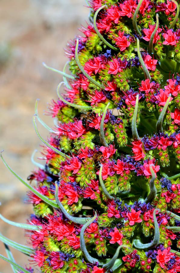 Tajinaste ( Echium Wildpretii) Flower. Stock Image - Image of ...