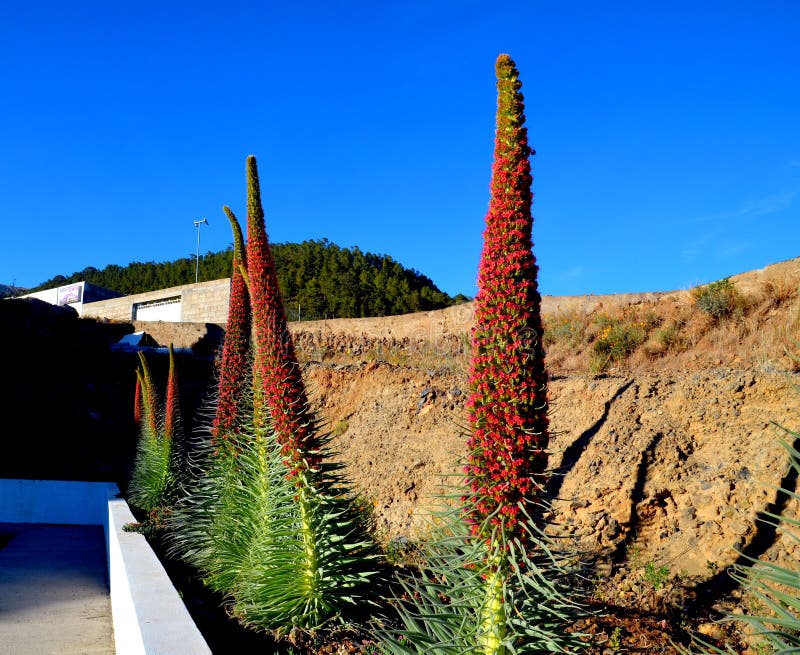Red Tajinaste Flowers on the El Teide Volcano Stock Photo - Image of ...
