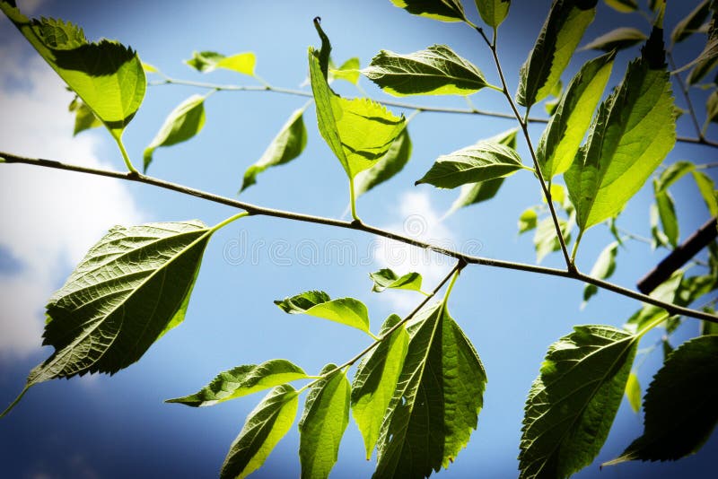 Tak met bladeren stock afbeelding. Image of nave, groen - 35552077