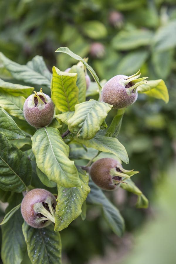 Mispel Het Groeien Op De Boom Stock Afbeelding - Image of groen ...