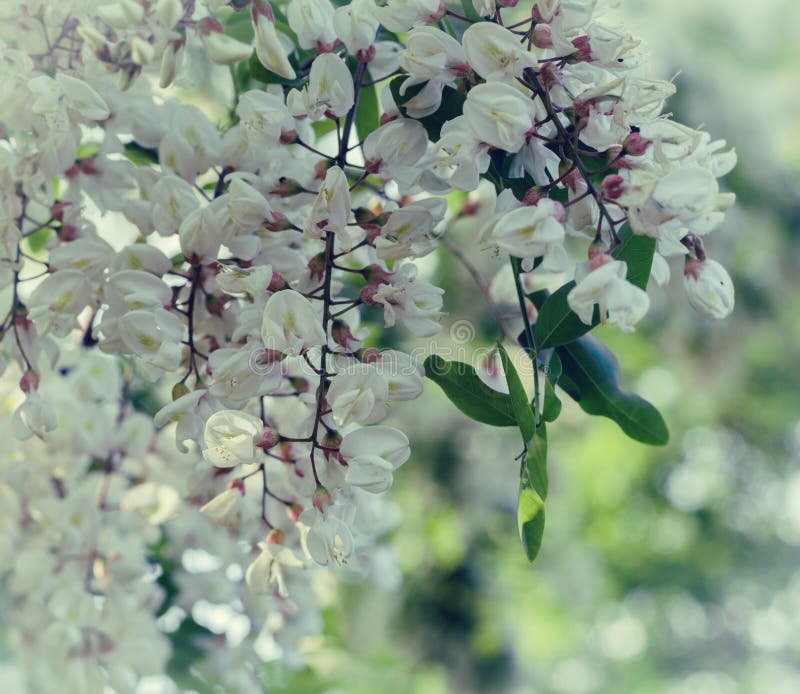 Tak Van Bloeiende Witte Acacia Stock Afbeelding - Image of sier ...