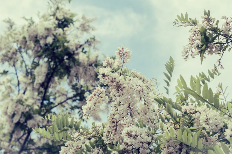 Tak Van Bloeiende Witte Acacia Stock Afbeelding - Image of helder ...