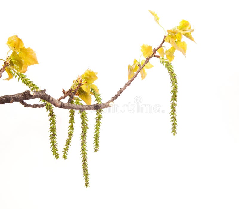 Lente witte populier tak stock foto. Image of zilverachtig - 31251514
