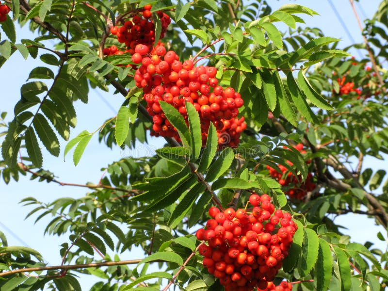 Tak van rode lijsterbes 2 stock foto. Image of plantaardig - 6519464
