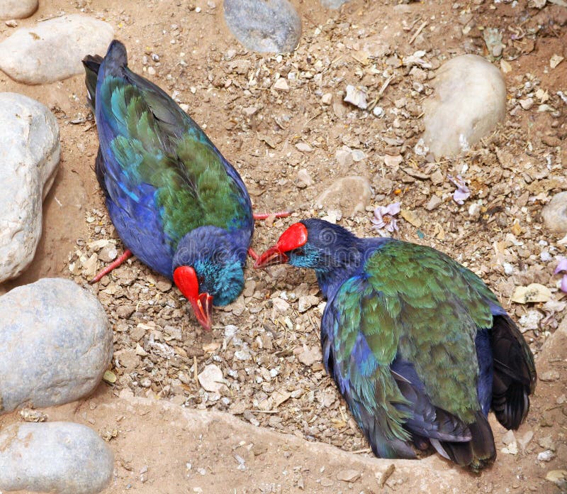 Takahe stock photo. Image of auckland, scarce, survival - 25687452