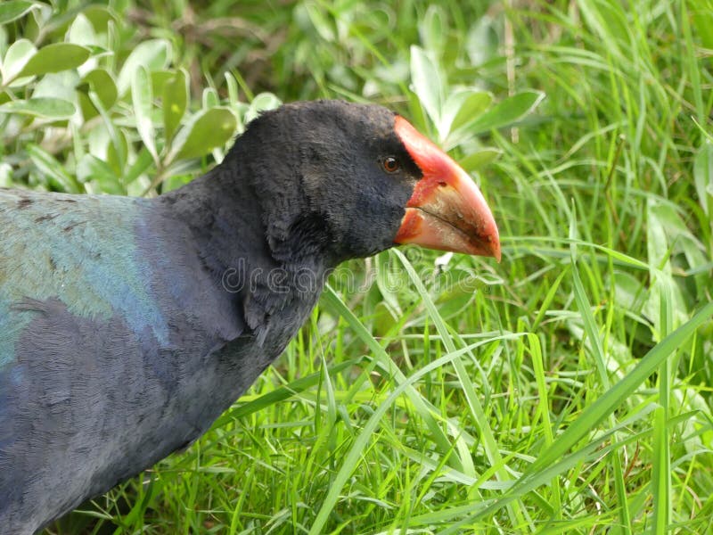 Takahe foto de archivo. Imagen de vegetariano, endémico - 78643762