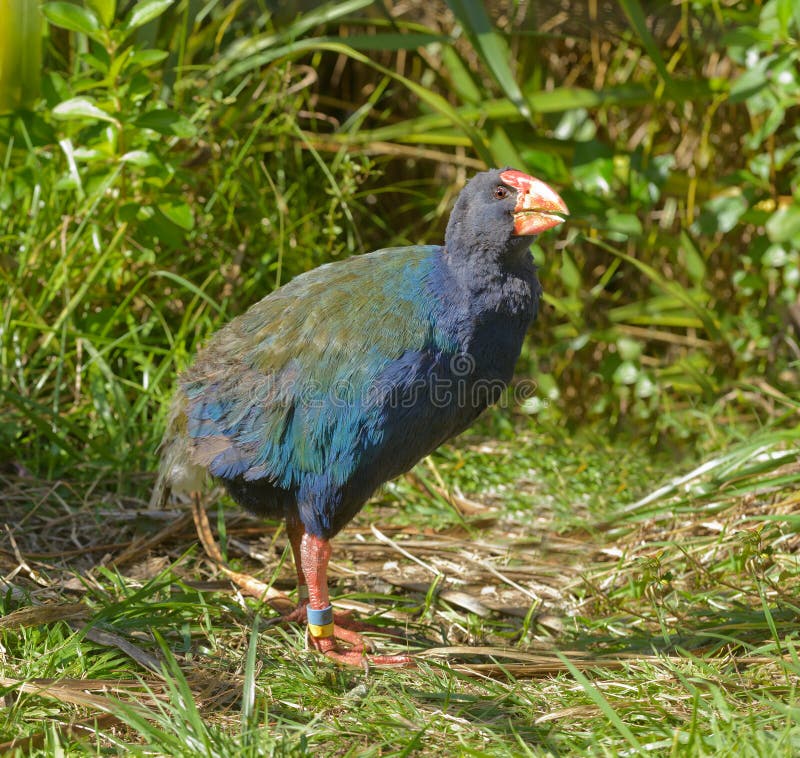 Oiseau de Takahe image stock. Image du zélande, herbe - 35079437