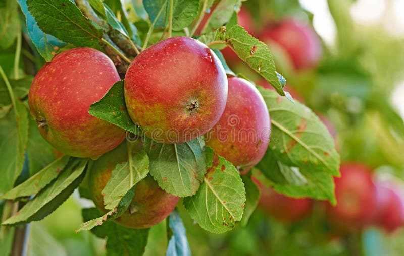 Take a Bite of Natures Bounty. Juicy Red Apples Hanging on a Tree ...