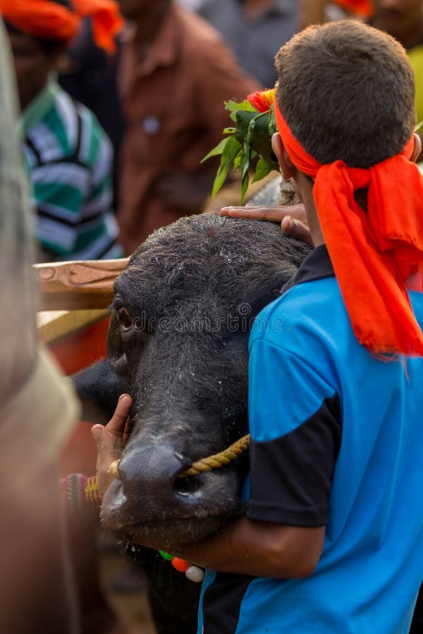 Tulu Ladies Clothing Stock Photos - Free & Royalty-Free Stock Photos ...