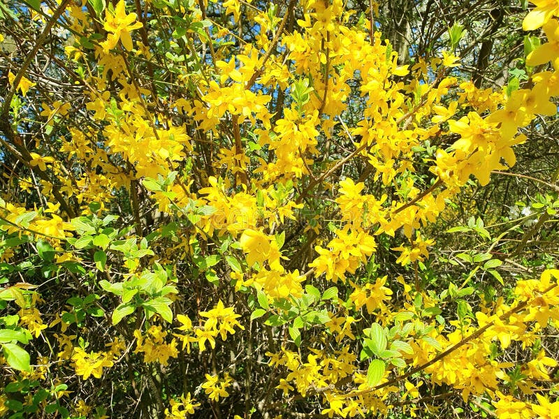 Take a Break and Enjoy the Spring Stock Image - Image of blossom ...
