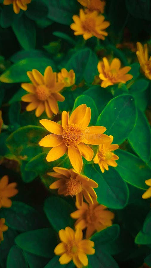 Take a Closer Look at Flowers Stock Photo - Image of forest, beautiful ...