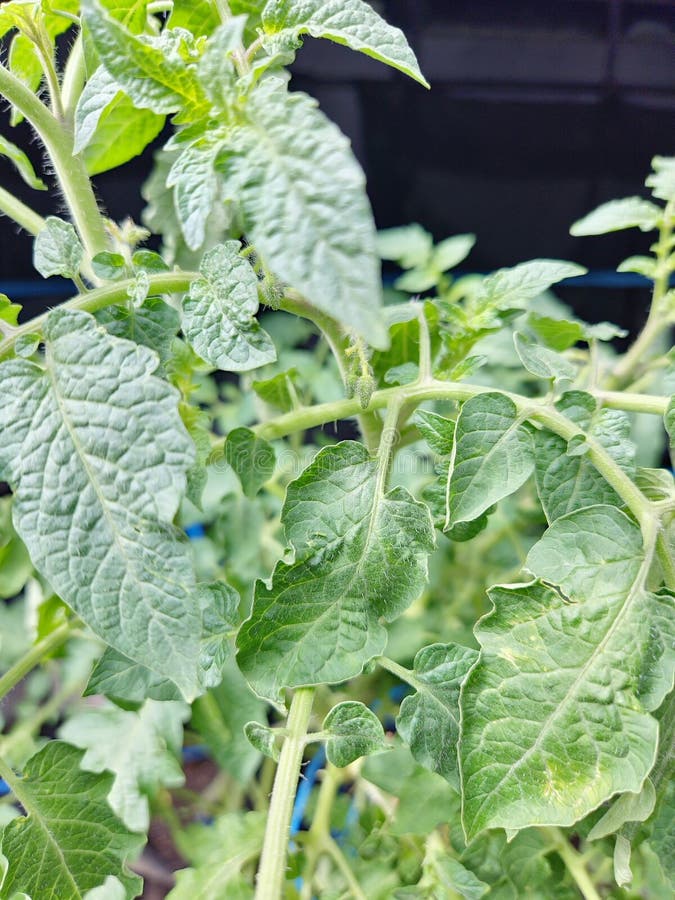 Take a Closer Look at the Tomato& X27;s Leaves Stock Image - Image of ...
