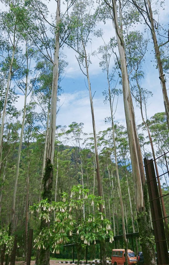 Charming Calming Refreshing Stock Photo - Image of feel, refreshing ...
