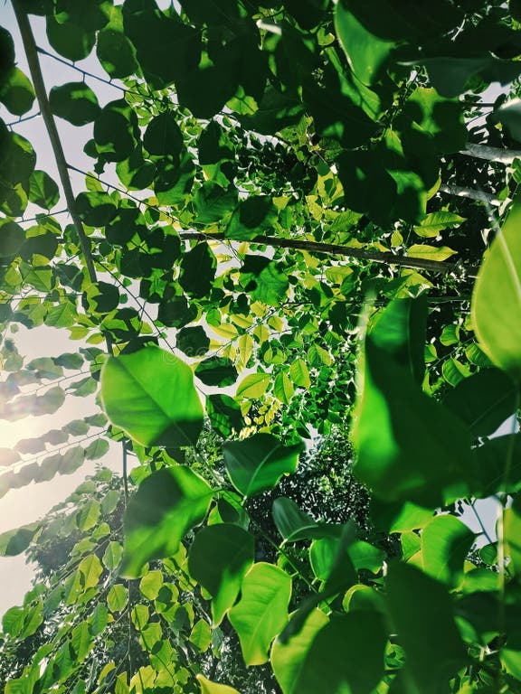 Take a Deeper Look Than before Stock Photo - Image of green, look ...