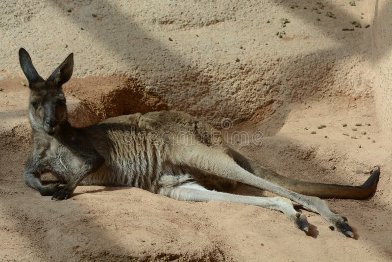 Take it Easy... stock image. Image of easy, australasian - 39951839