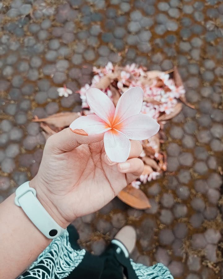 Take a flower stock image. Image of spring, purple, white - 222354371