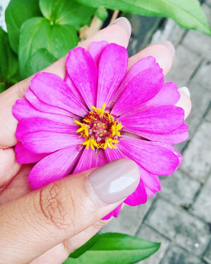 Take this flower stock photo. Image of flower, beautiful - 200257224